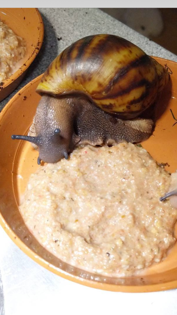 Archachatina Marginata Ovum – Amazing Land Snails