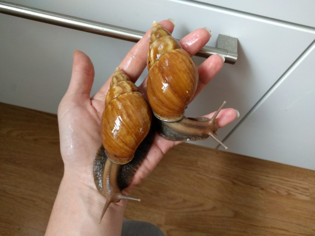 Lissachatina Fulica Caramel Madagascar – Amazing Land Snails